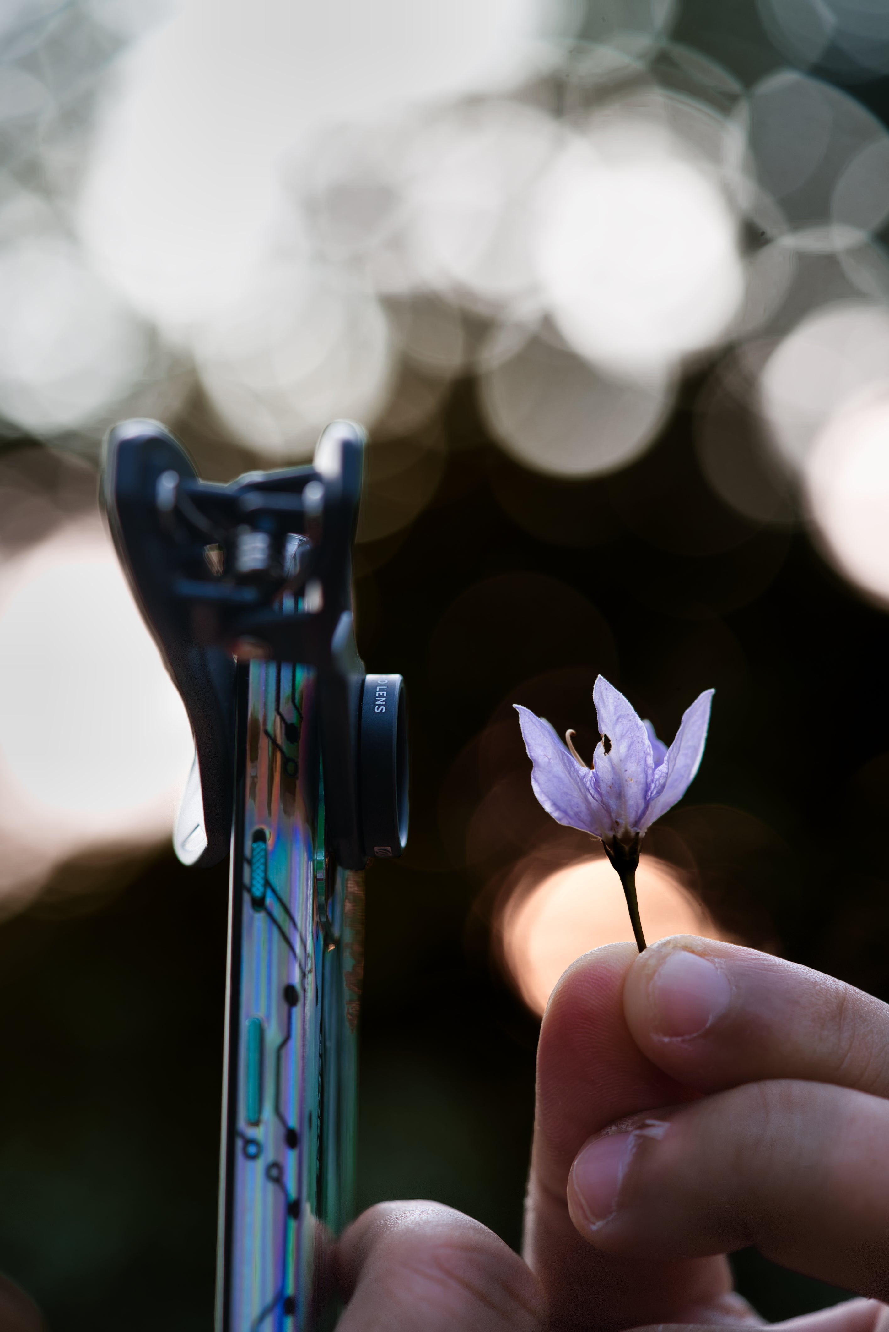 Macro Magic: Discovering the Joy of Close-Up Photography with Smartpho ...